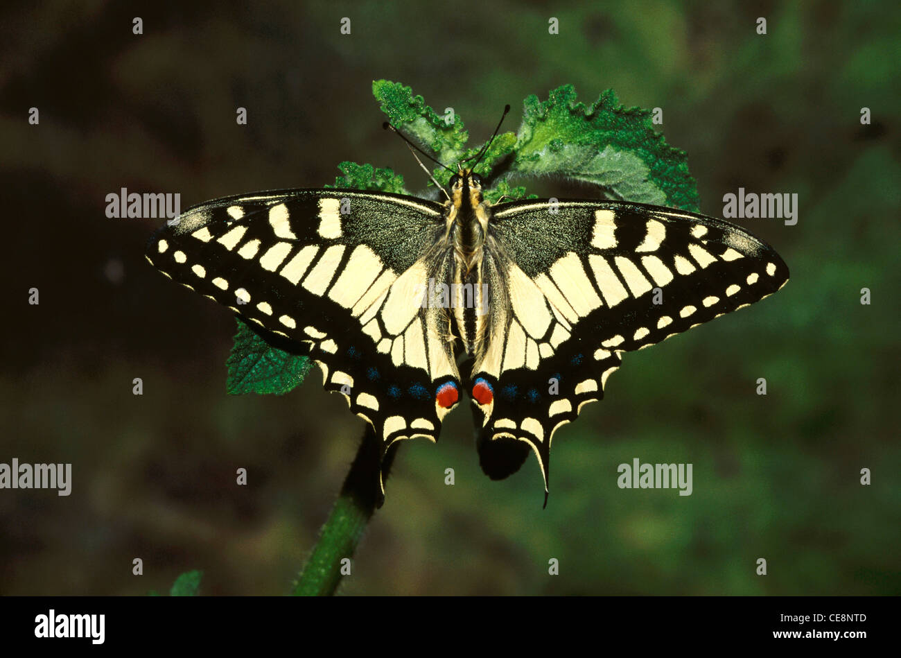 Butterfly , Indian , swallowtail , Himalayan Yellow Swallowtail , Old World swallowtail , common ...