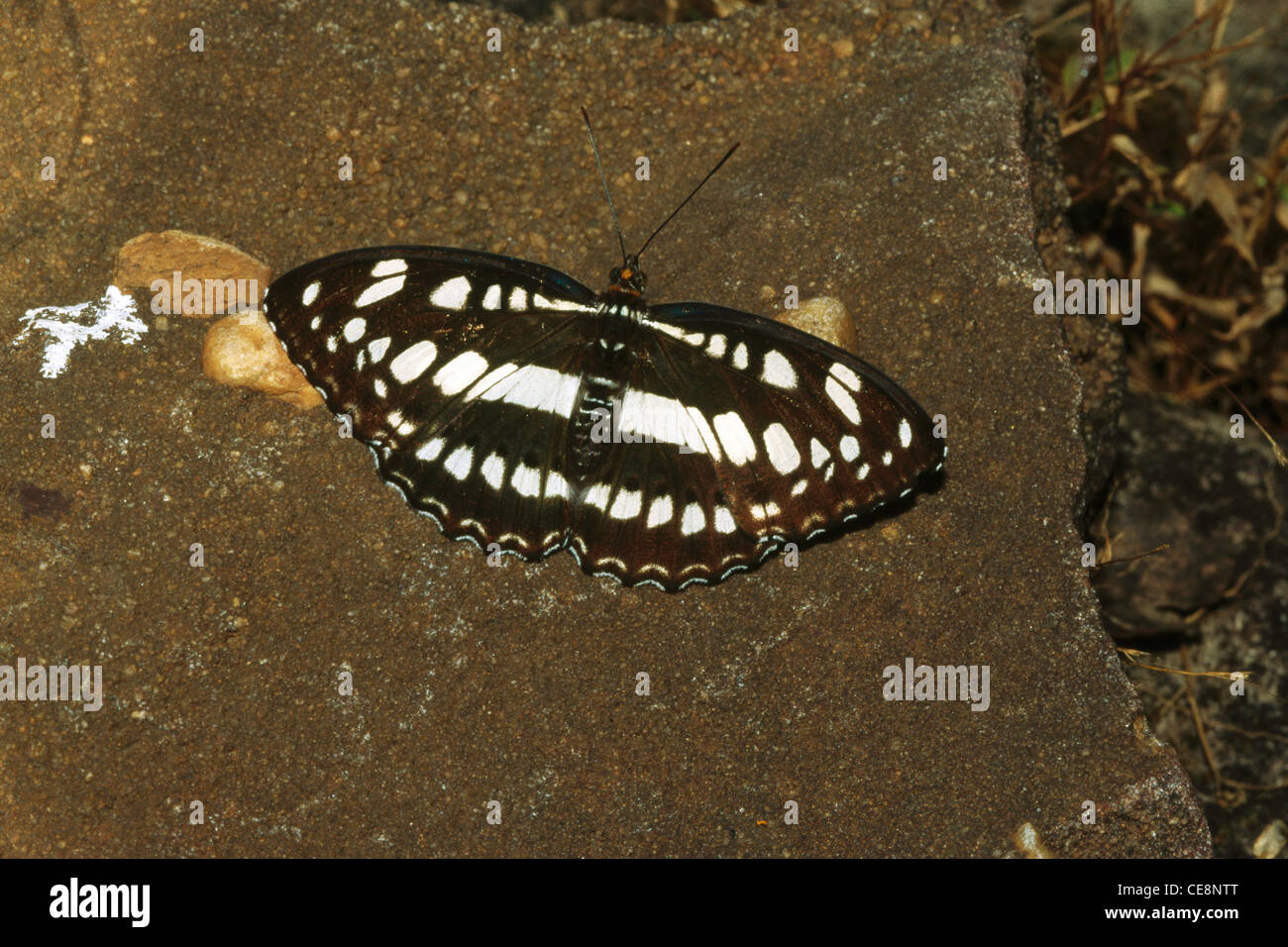 Butterfly , Common sergeant , atthyma Perius , india , asia Stock Photo ...