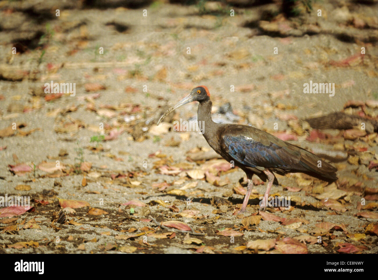 Indian ibis hi-res stock photography and images - Alamy