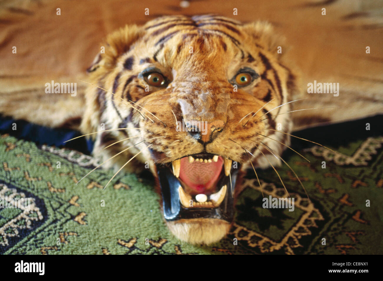 Tiger Taxidermy High Resolution Stock Photography and Images - Alamy
