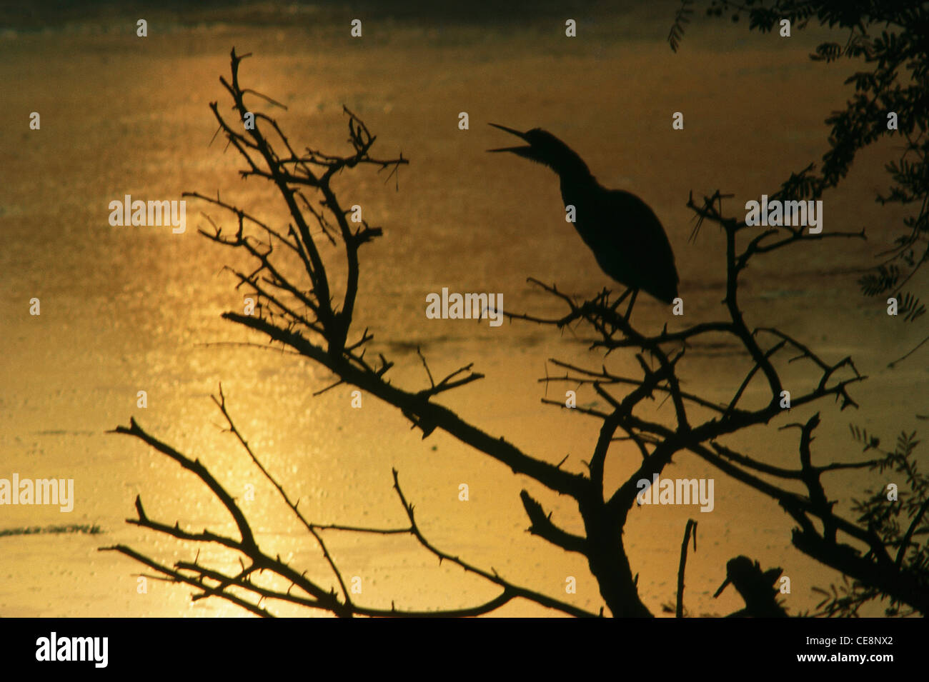 Indian pond heron bharatpur hi-res stock photography and images - Alamy