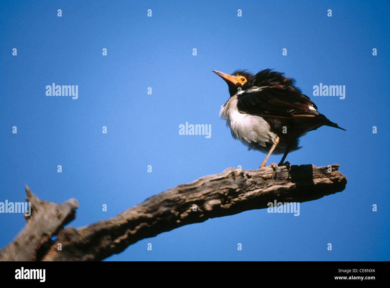 Indian pied starling gracupica hi-res stock photography and images - Alamy