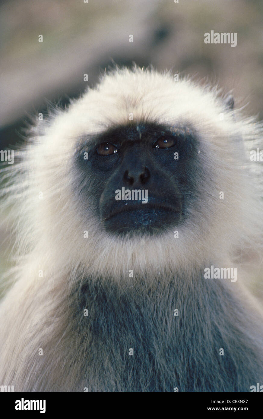 Indian Monkey Common Langur , Presbytis entellus , Ramtek , India - SGG ...