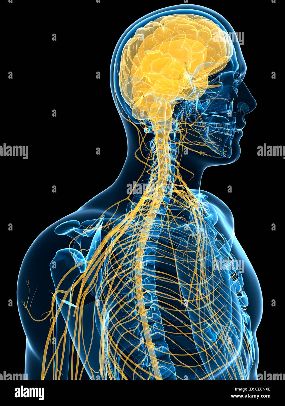 Human nervous system, computer artwork Stock Photo - Alamy