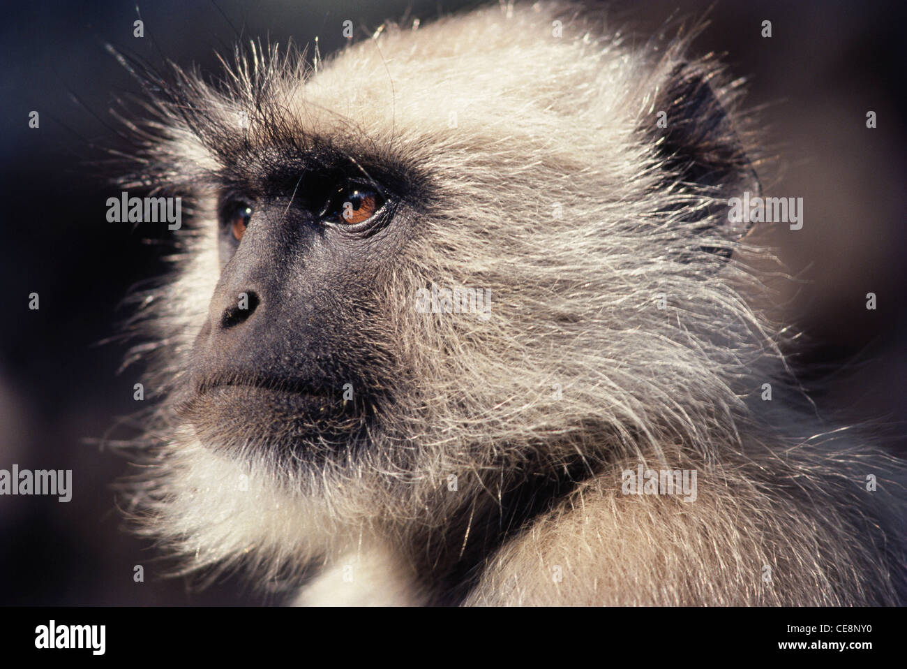 Grey Langur