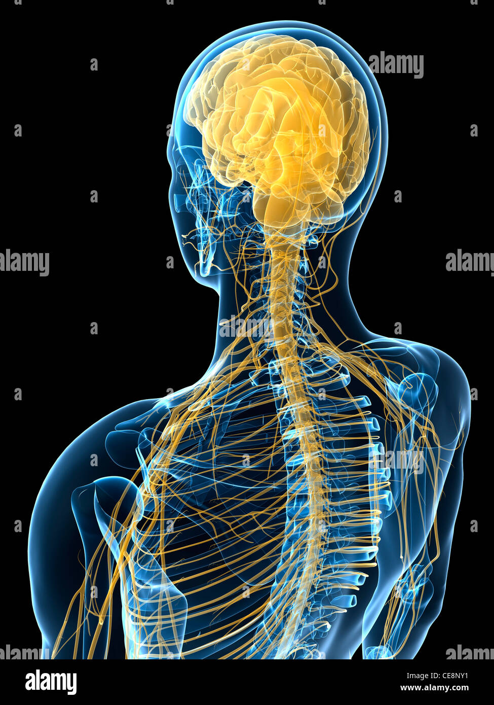 Human nervous system, computer artwork Stock Photo - Alamy