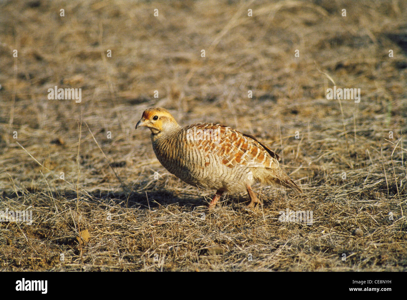 The partridge family hi-res stock photography and images - Alamy
