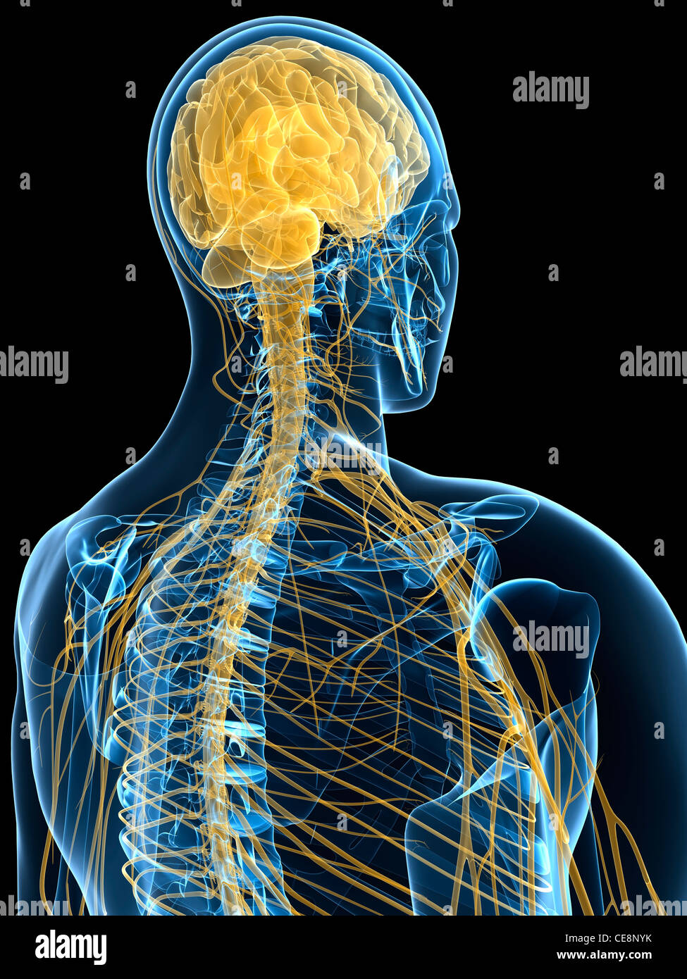 Human nervous system, computer artwork Stock Photo - Alamy