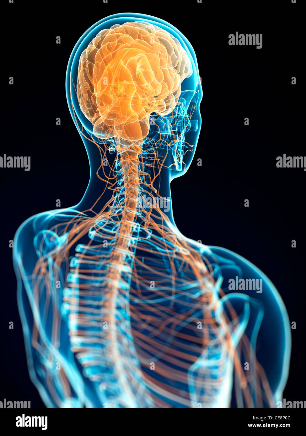 Human nervous system, computer artwork Stock Photo - Alamy