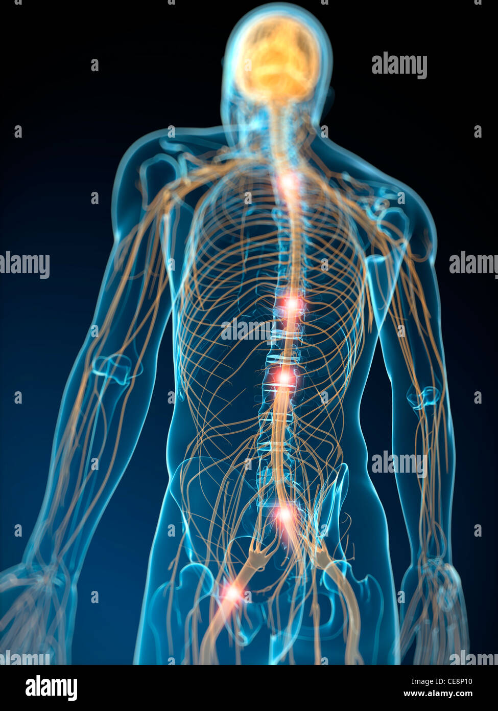 Human nervous system, computer artwork Stock Photo - Alamy