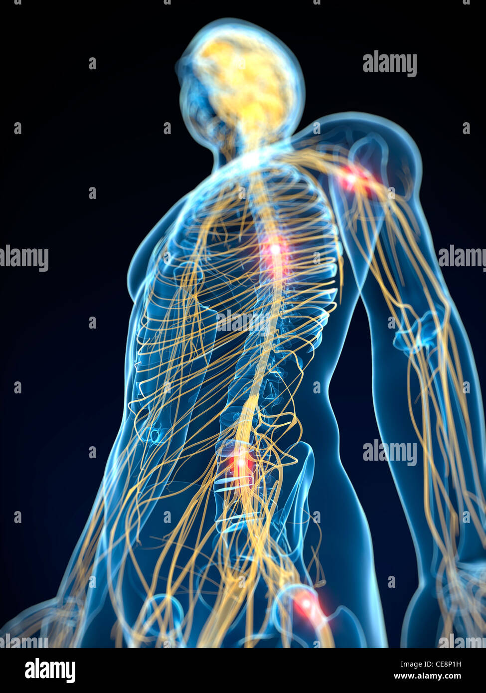 Human nervous system, computer artwork Stock Photo - Alamy