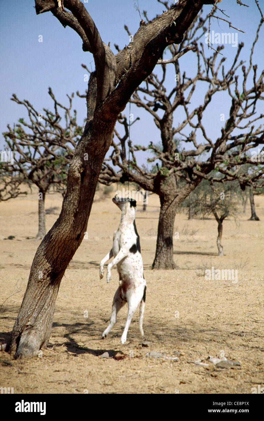 HPA 80267 : Animal Torture Dog Hanging From Tree india Stock Photo - Alamy