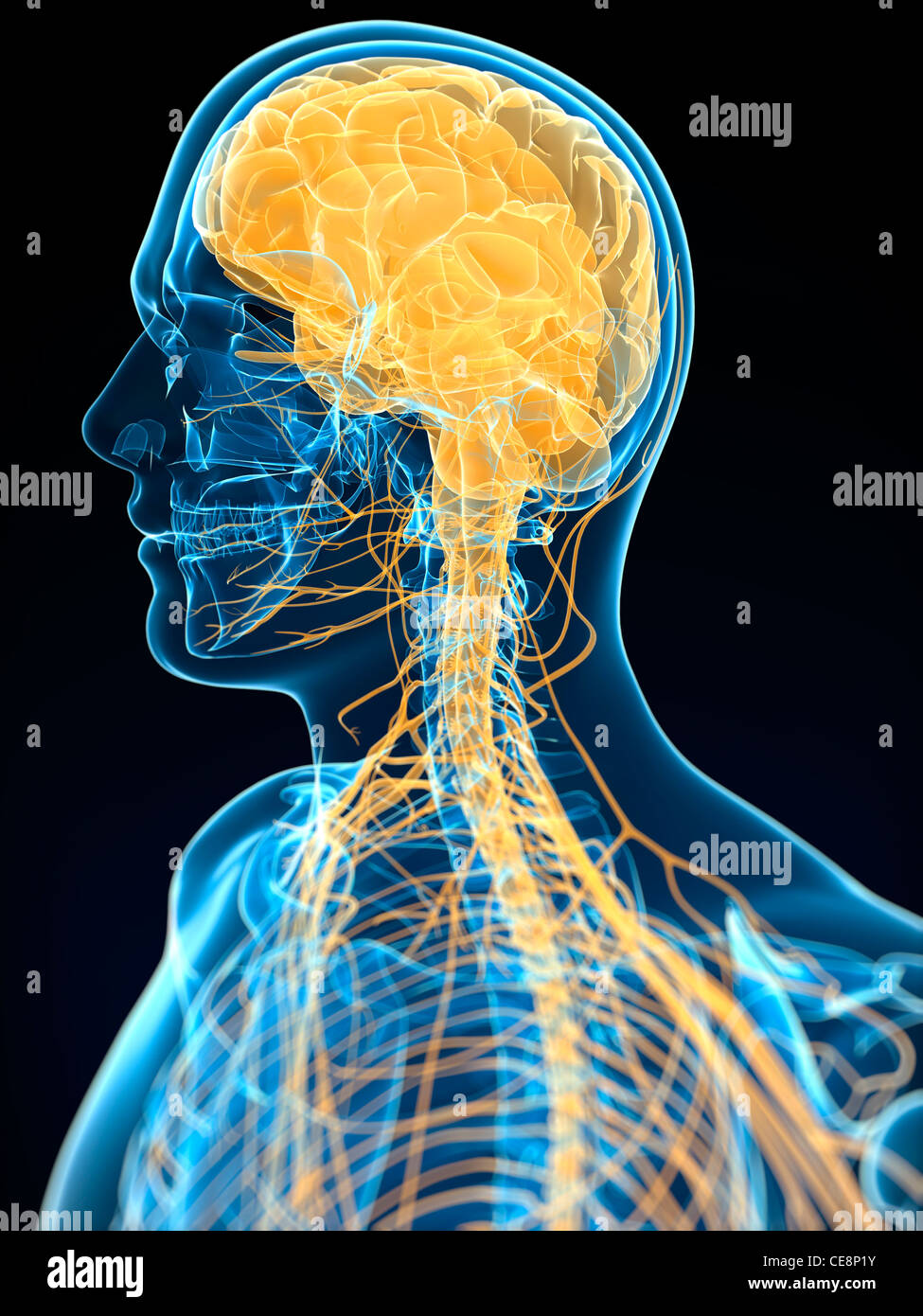 Human nervous system, computer artwork Stock Photo - Alamy