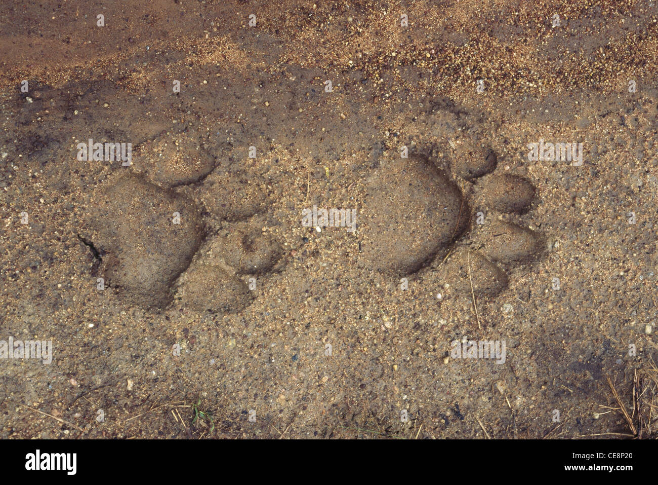 Tiger pug mark bandipur wild hi-res stock photography and images - Alamy