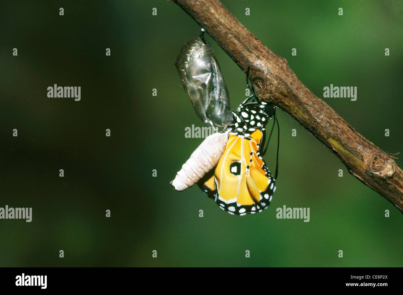 Butterfly Coming Out Of Cocoon High Resolution Stock Photography and ...