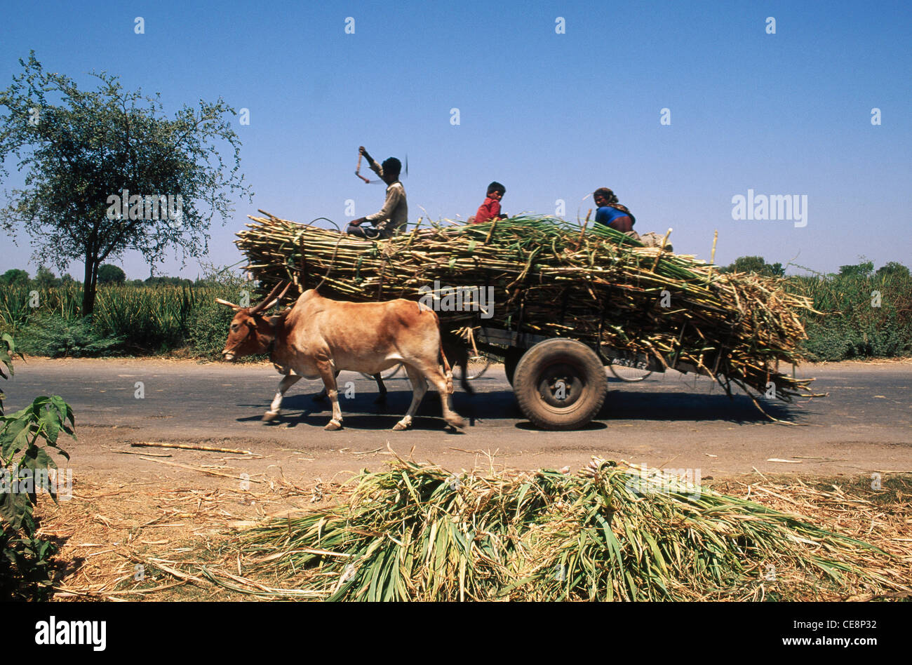 NMK 81043 : indian bullock cart loaded with sugar cane ahmednagar ...