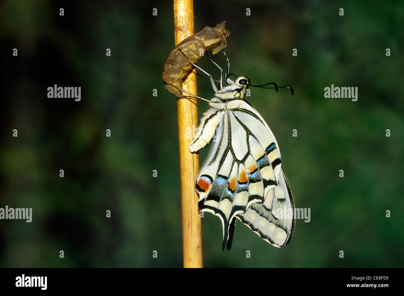 IKA 80215 : Indian Butterfly just emerged yellow swallowtail papilio ...