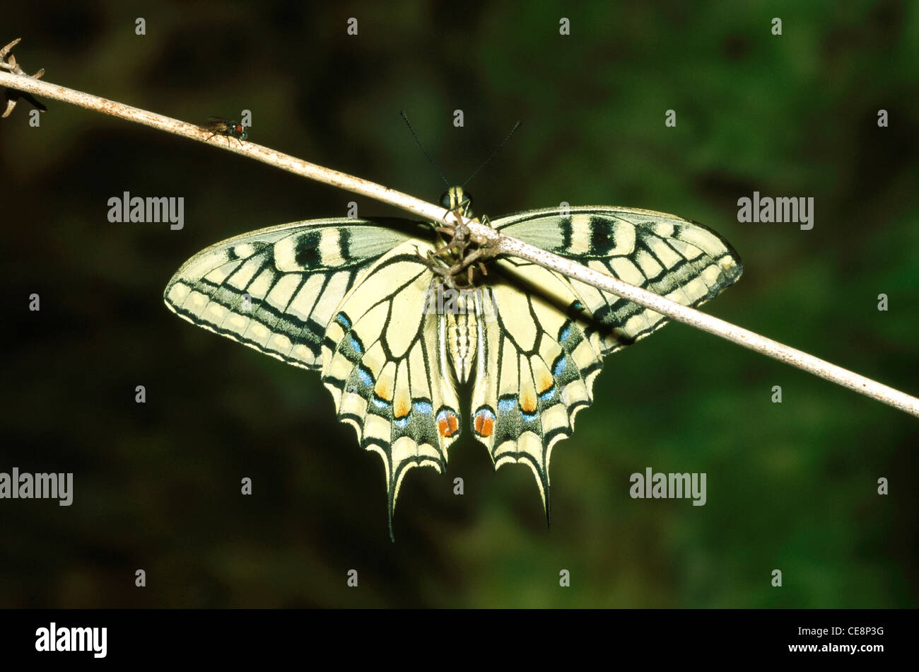 Himalayan butterfly hi-res stock photography and images - Alamy