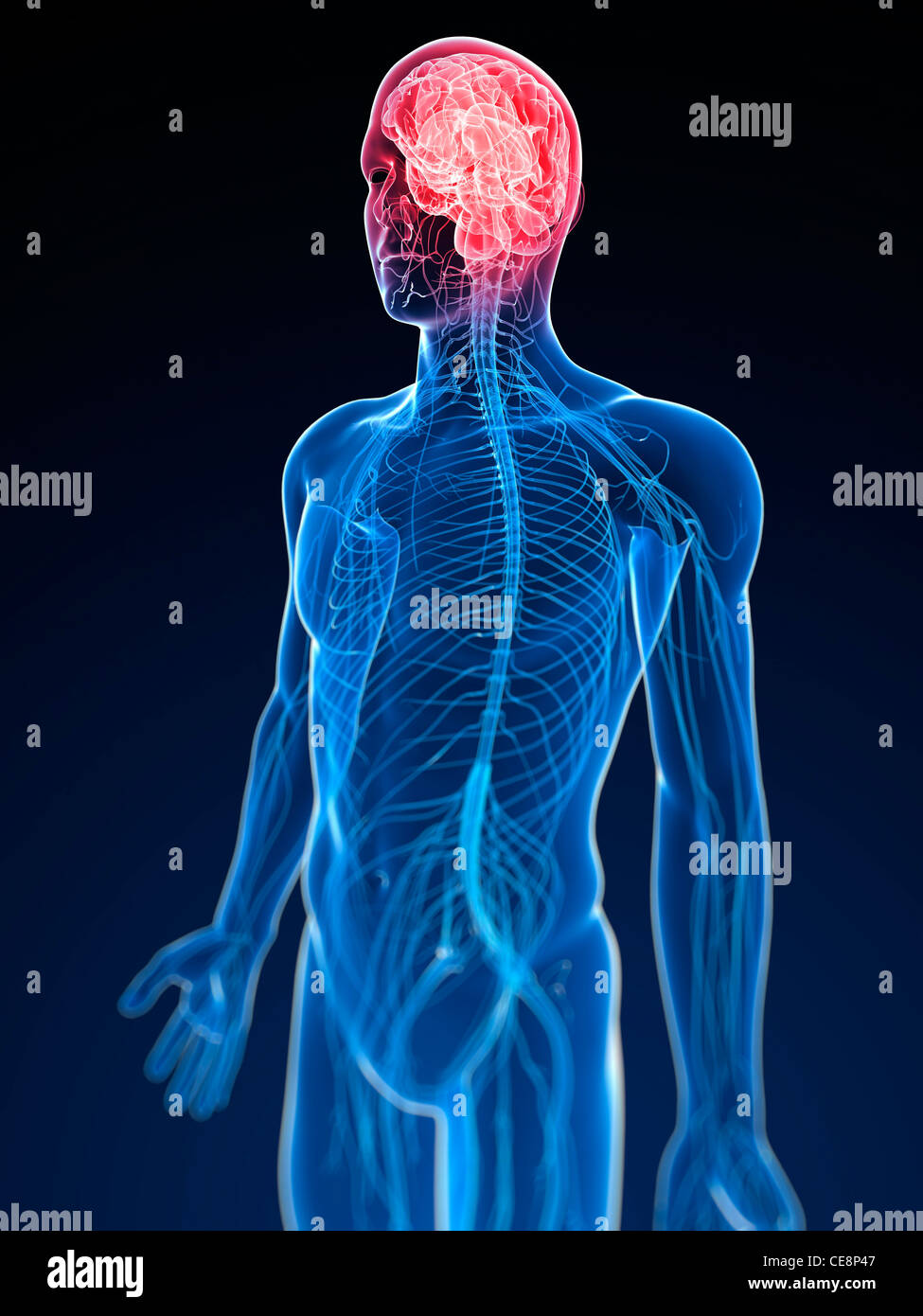 Human nervous system, computer artwork Stock Photo - Alamy