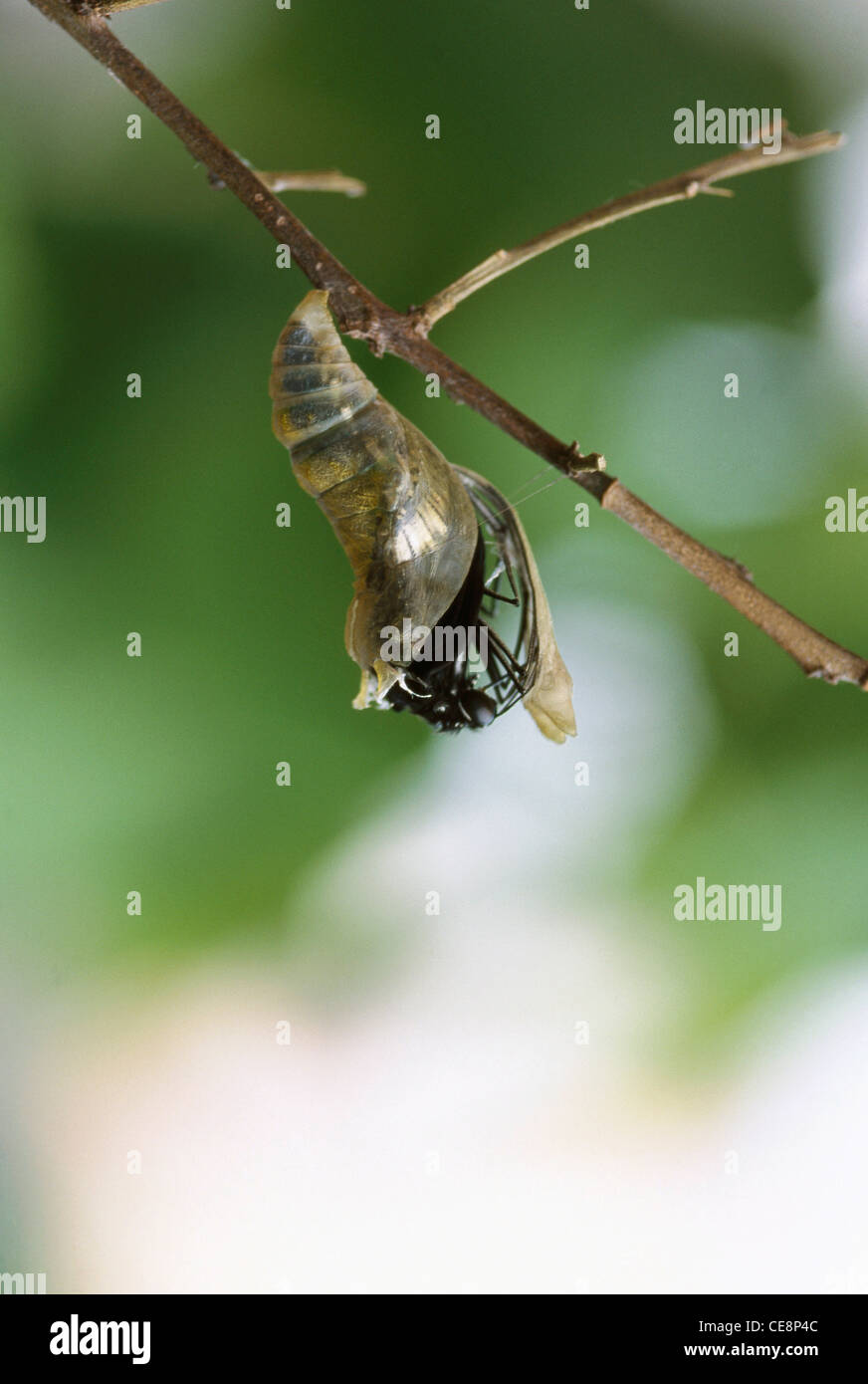 Blue butterfles hi-res stock photography and images - Alamy