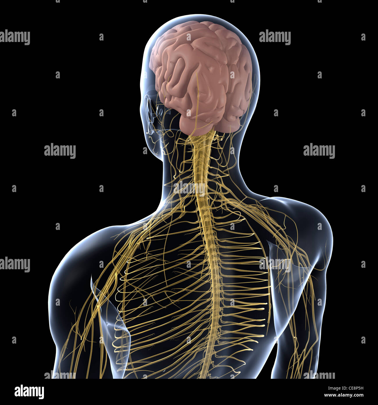 Human nervous system, computer artwork Stock Photo - Alamy