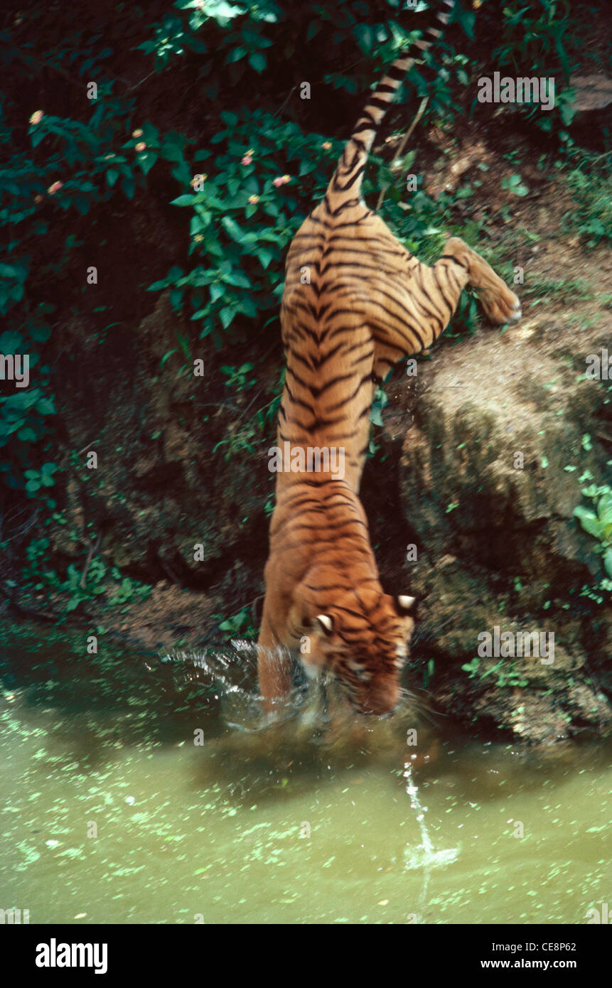 White tiger jumping in white hi-res stock photography and images - Alamy
