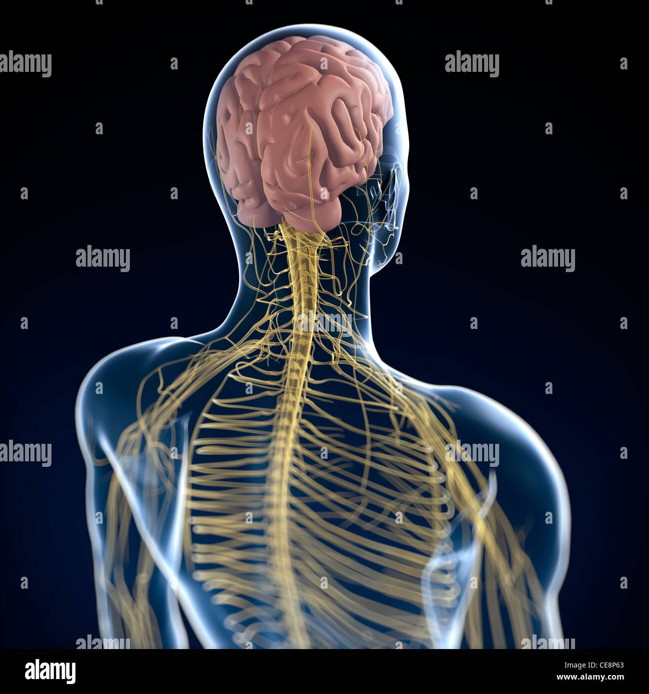 Skeleton nervous system drawing hi-res stock photography and images - Alamy