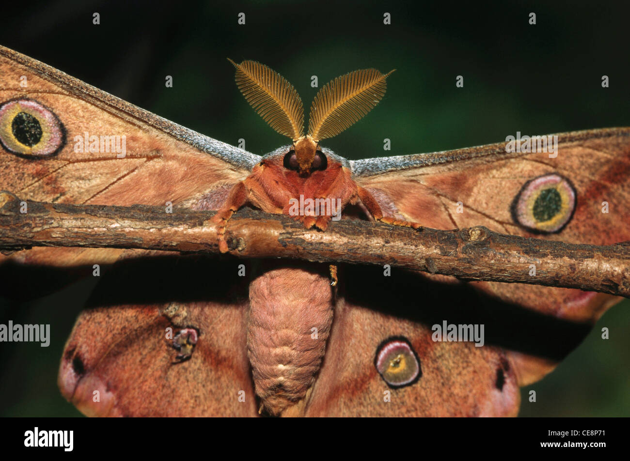 Insects , Butterfly , Silk Tasar Moth Antheraea Paphia - IKA 80258 ...