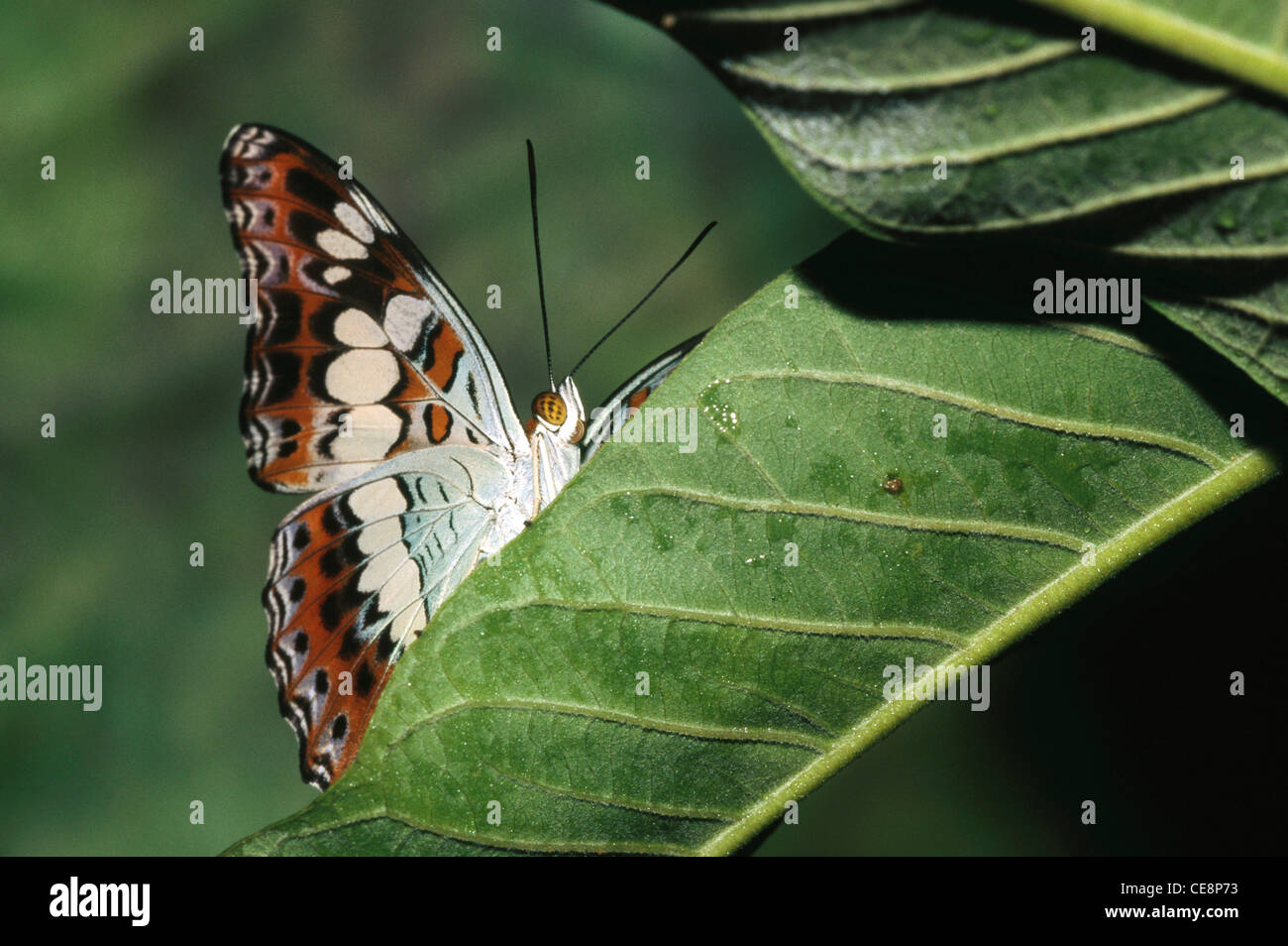 Insects , Butterfly , Indian Commander , Moduza Procris , india , asia ...