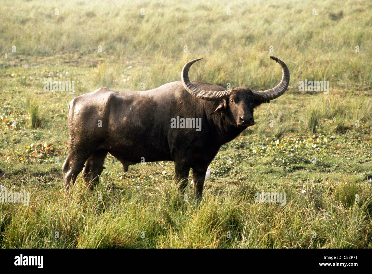 Indian buffalo High Resolution Stock Photography and Images - Alamy