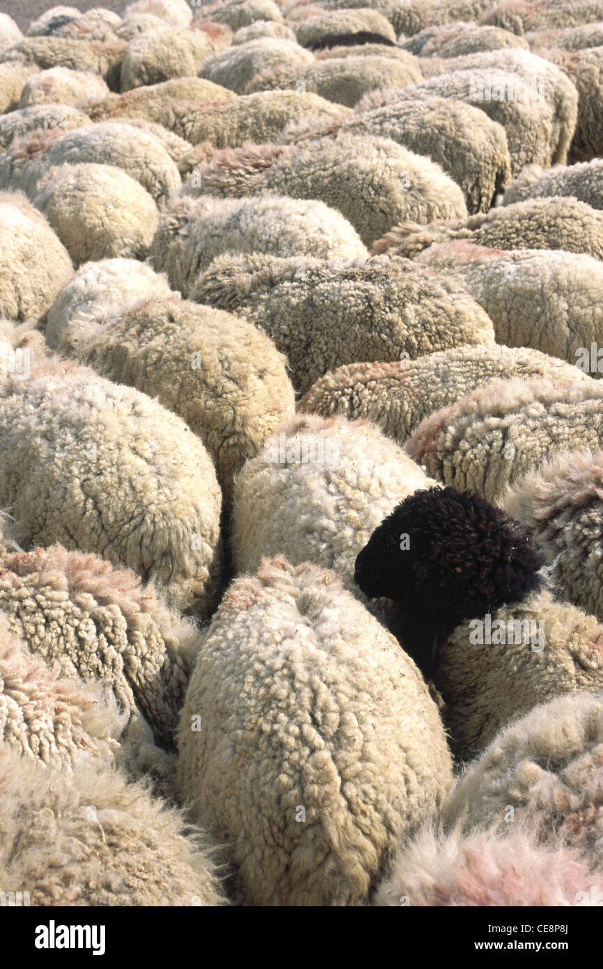 NPM 80285 : indian flock of sheep near Sam desert Jaisalmer Rajasthan ...