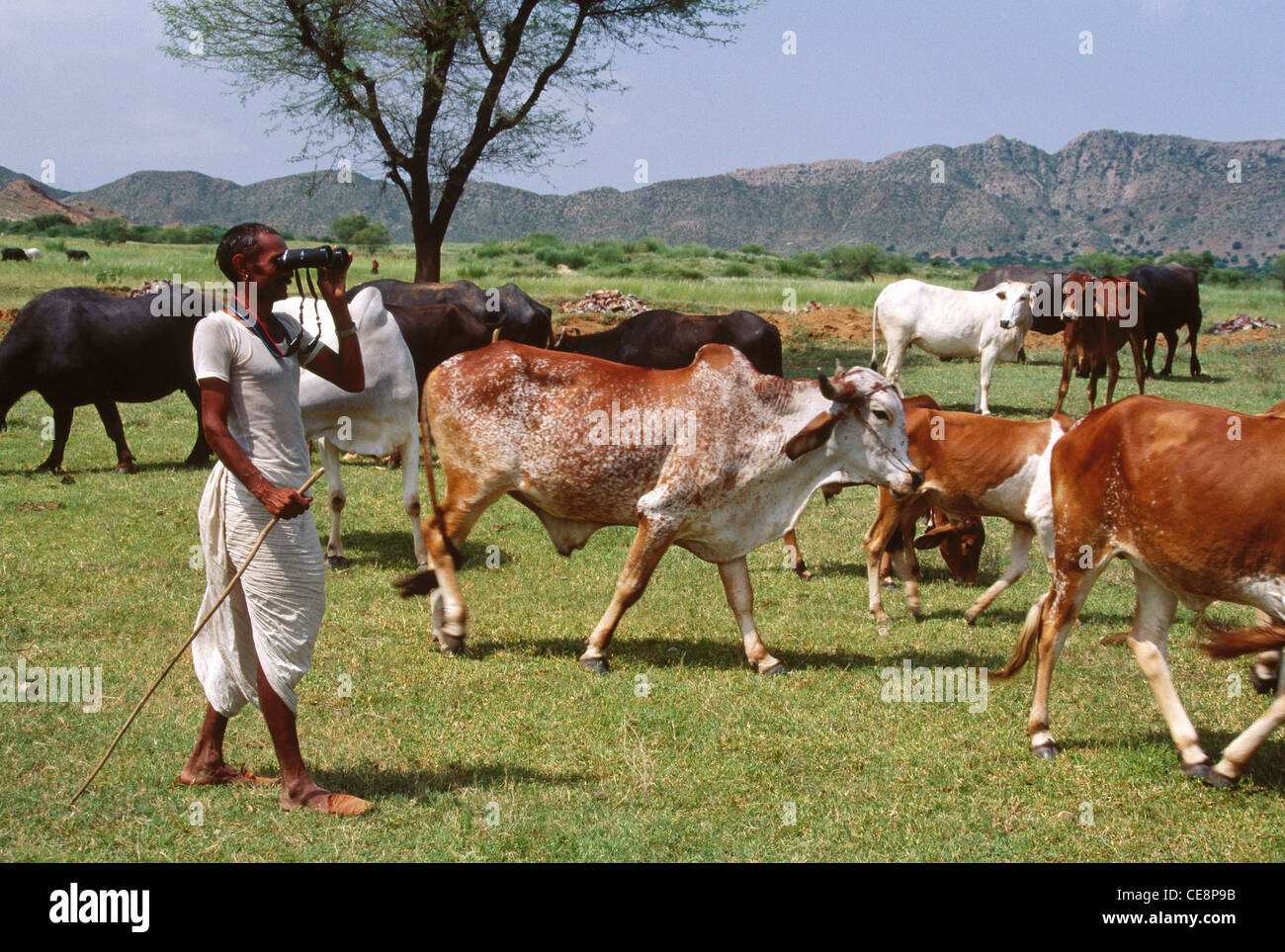 Cattle grazing indian shepherd looking through binocular rajasthan ...