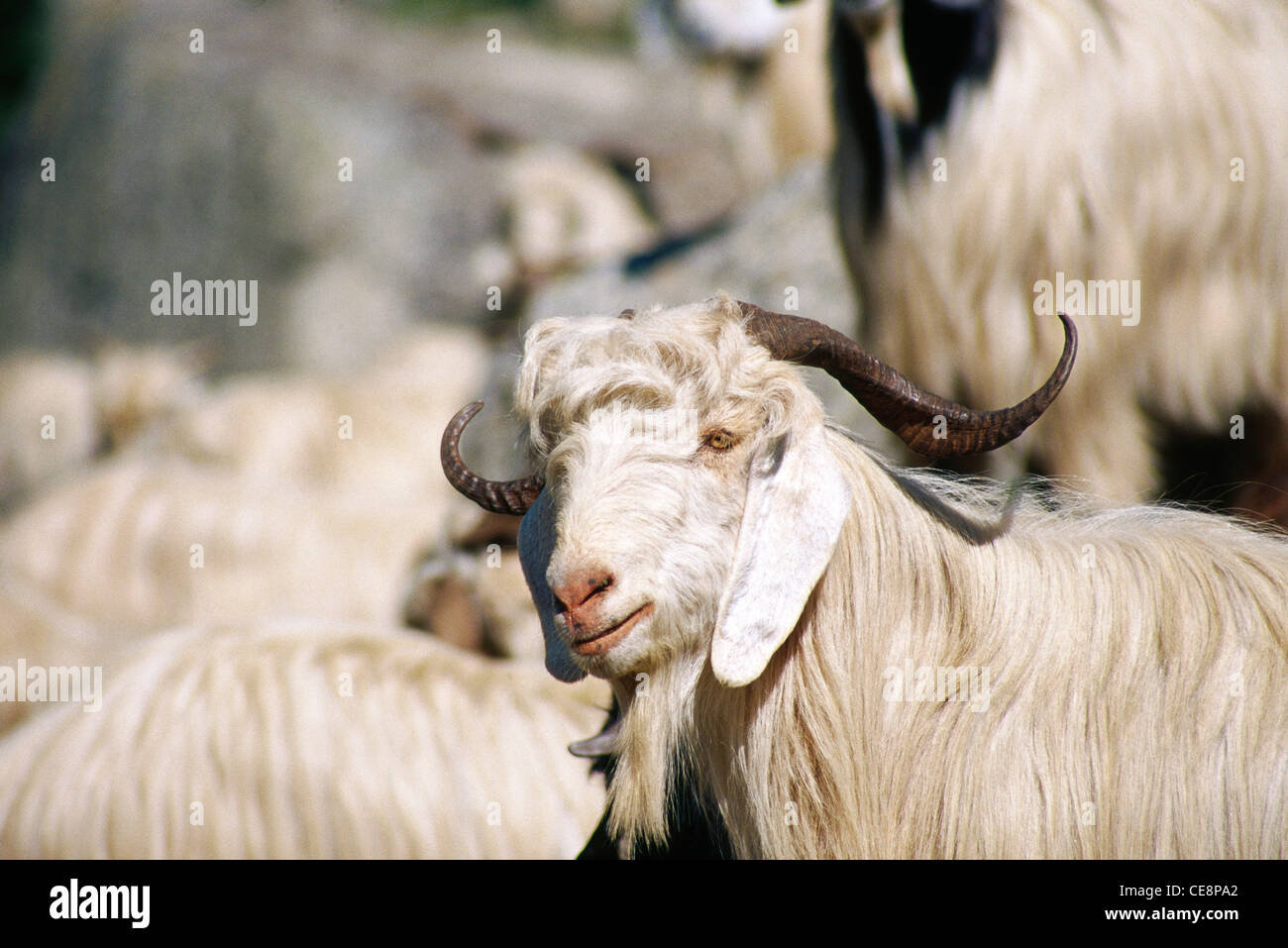 Goat , Sangla , Himachal Pradesh , india , asia Stock Photo - Alamy
