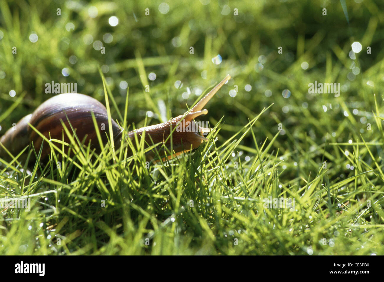 Land Snail Definition Biology at Amy Kugler blog