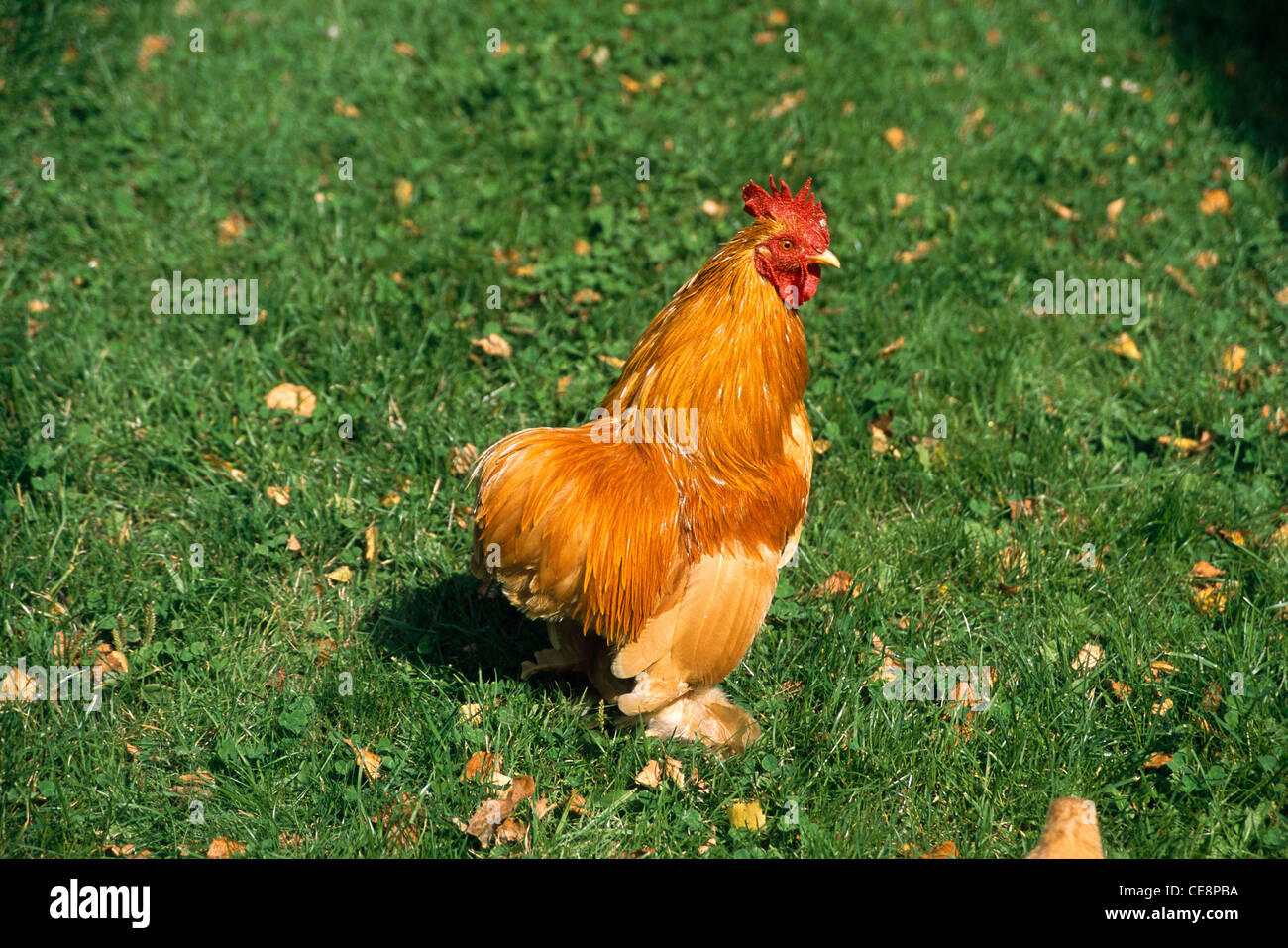 Cock , Rooster , cockerel , chicken , Gallus gallus domesticus Stock ...