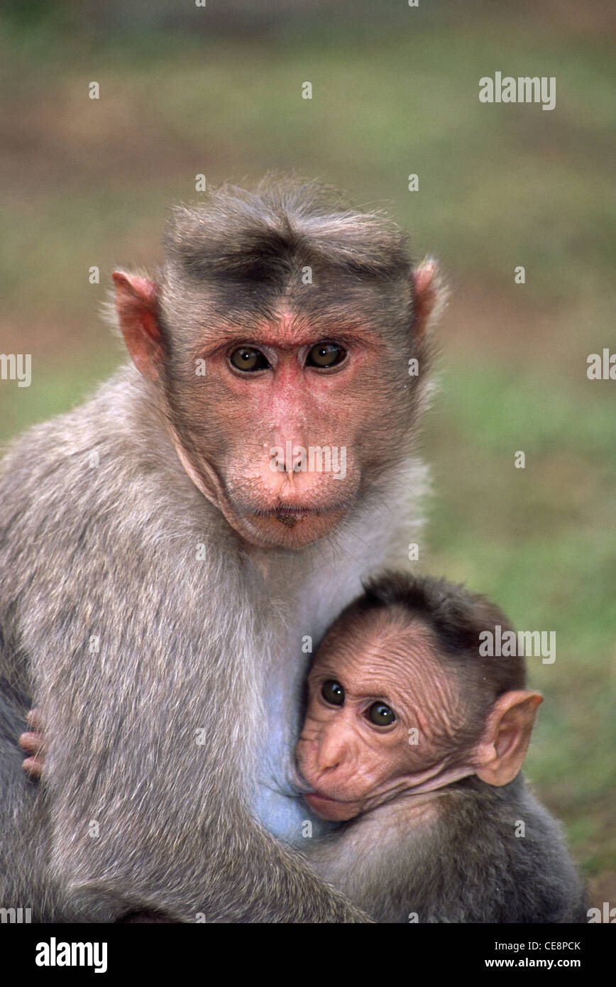 Cute Monkey Mother With Baby