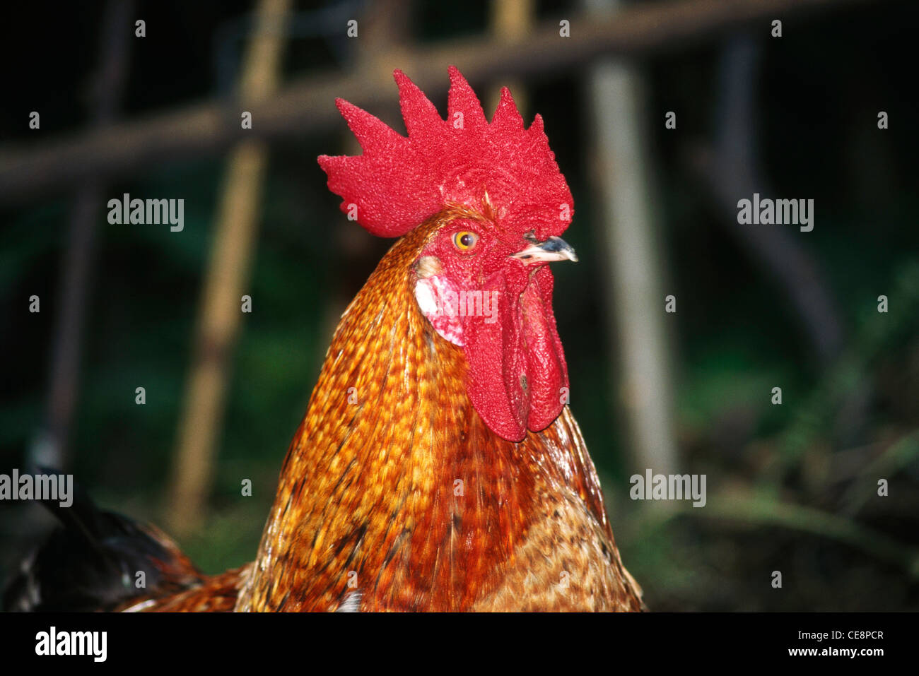 Cock Male Rooster , fowl , chicken , india , asia Stock Photo - Alamy