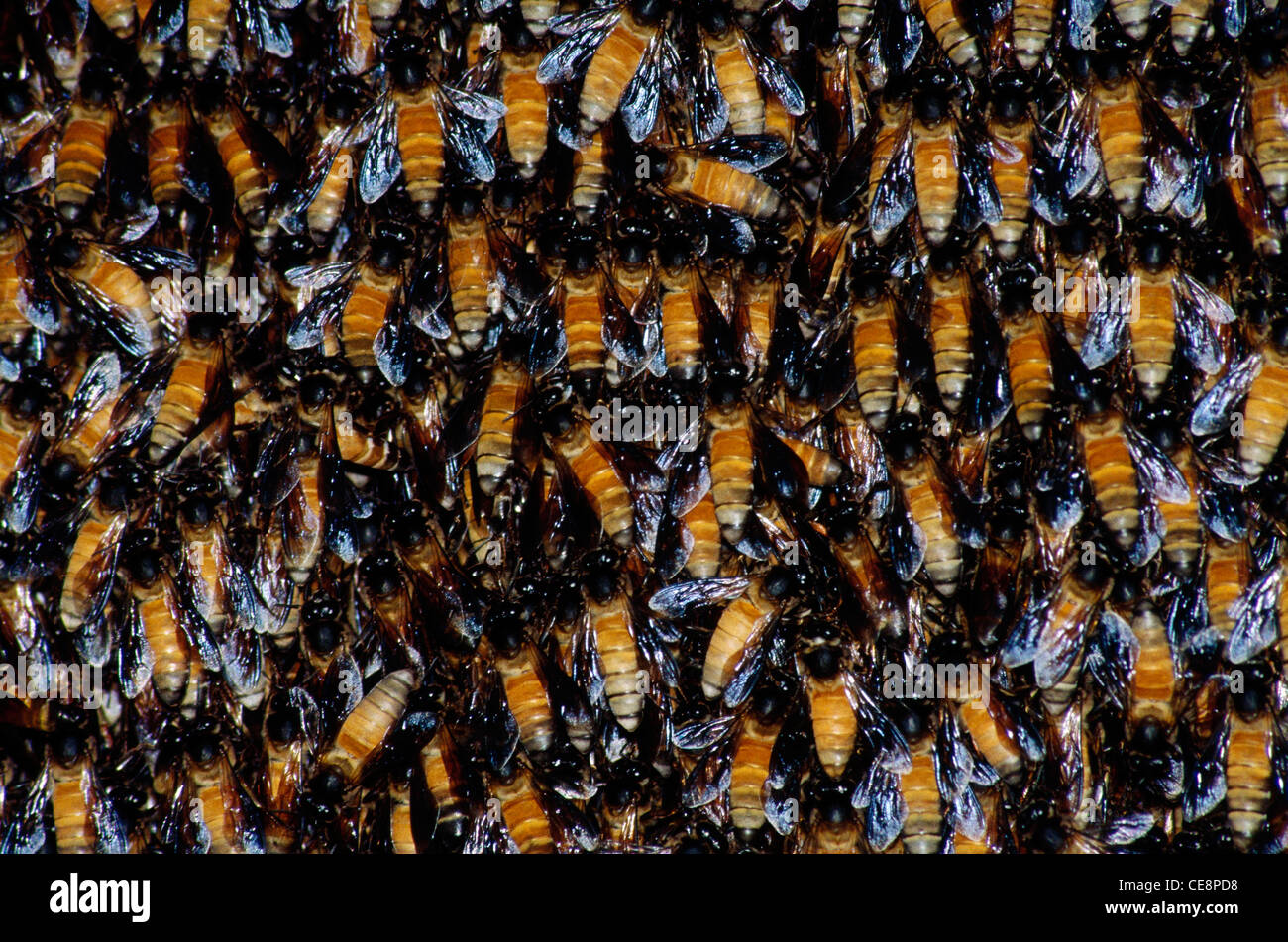 IKA 80351 : Indian Rock Bees Apis dorsaka , Wild Honey Bees Stock Photo ...