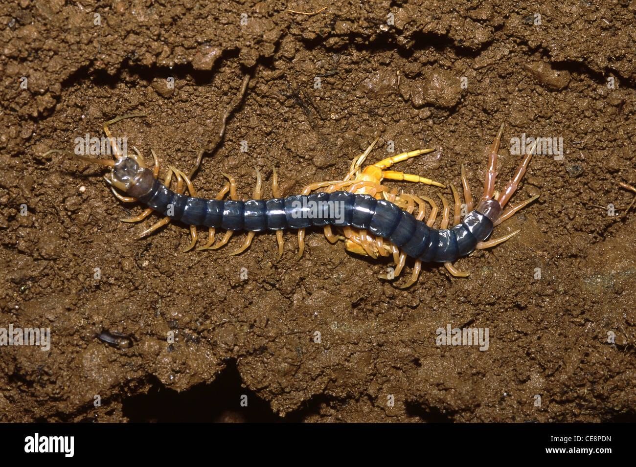 Moulred hi-res stock photography and images - Alamy