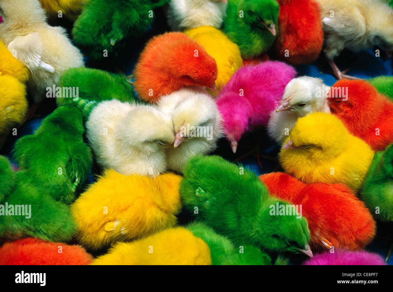 MMN 80338 : Chicks in rainbow colours green yellow orange pink white ...