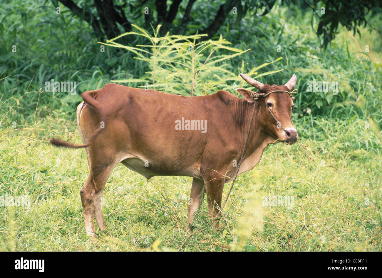 Indian Farmer Standing Bull High Resolution Stock Photography and ...