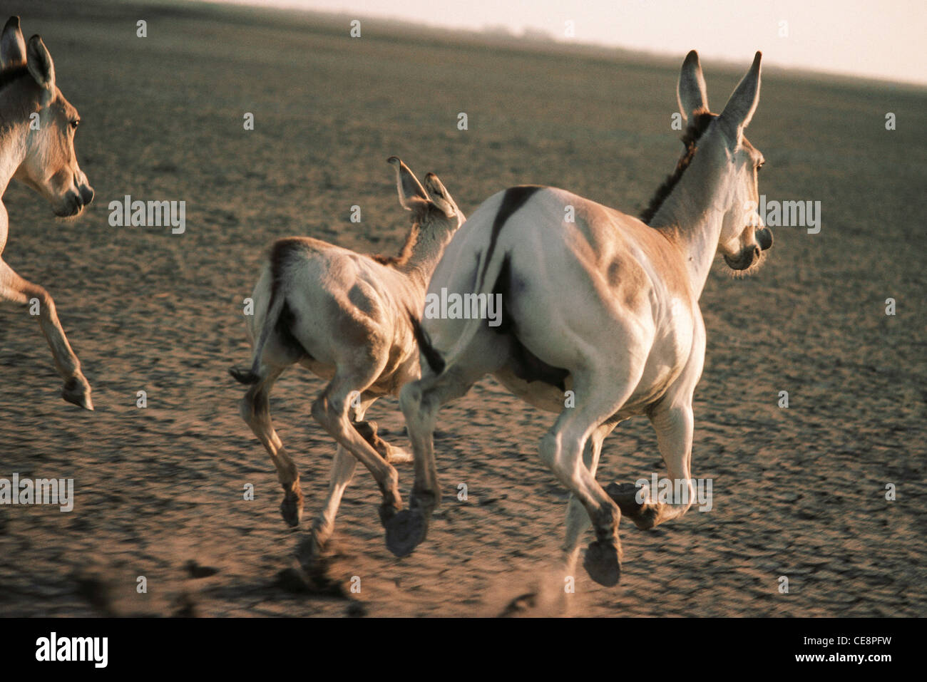 PRM 80396 : indian Wild Ass Running Equus hemionus Rann Of Kutch ...