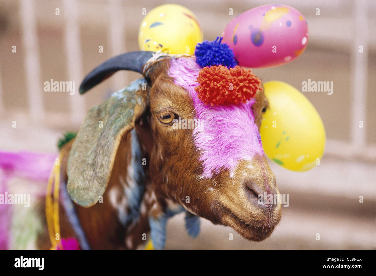 RMM 80309 : Goat decorated worshipped before indian festival bakri id ...