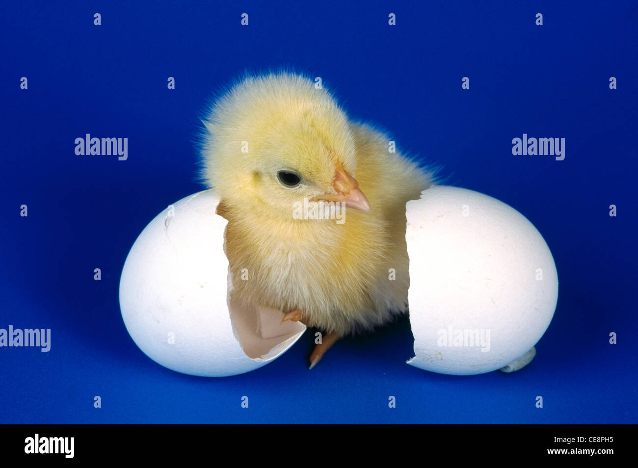 Yellow chick egg shell hi-res stock photography and images - Alamy