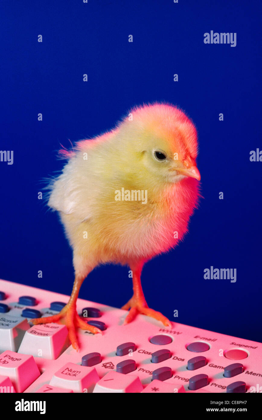 Chick on computer keyboard , young chicken , baby chicken , india ...