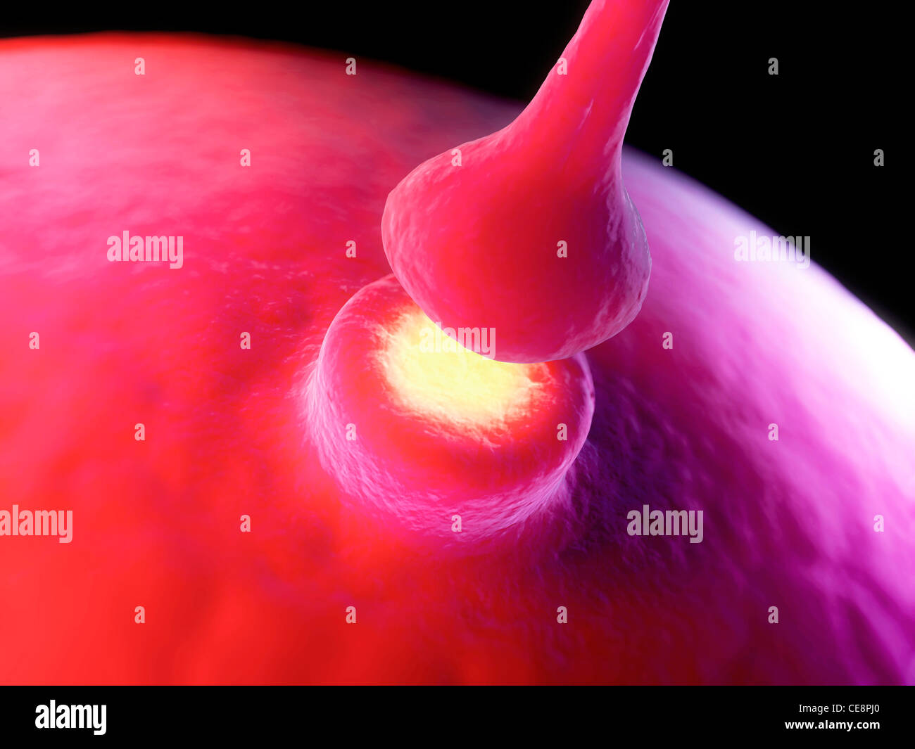 Synapse, computer artwork Stock Photo - Alamy