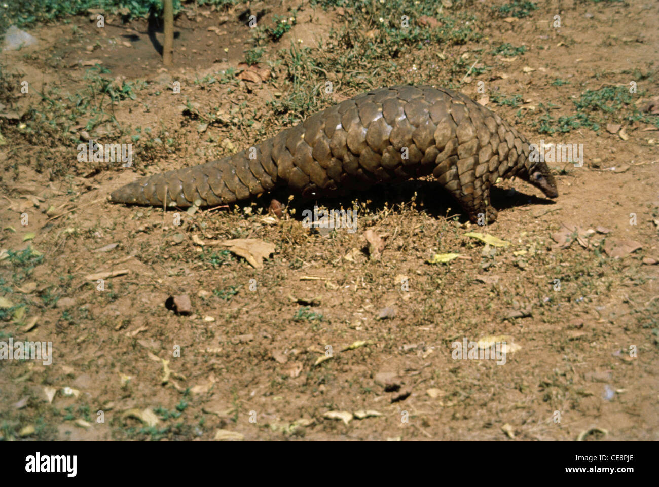 Scaly armour hi-res stock photography and images - Alamy