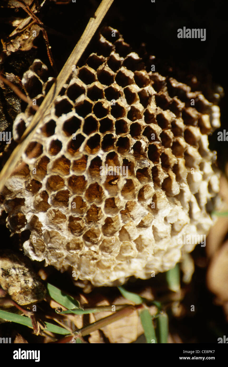 UGA80352 : Insects Nest HoneyComb Bee Hive Stock Photo - Alamy