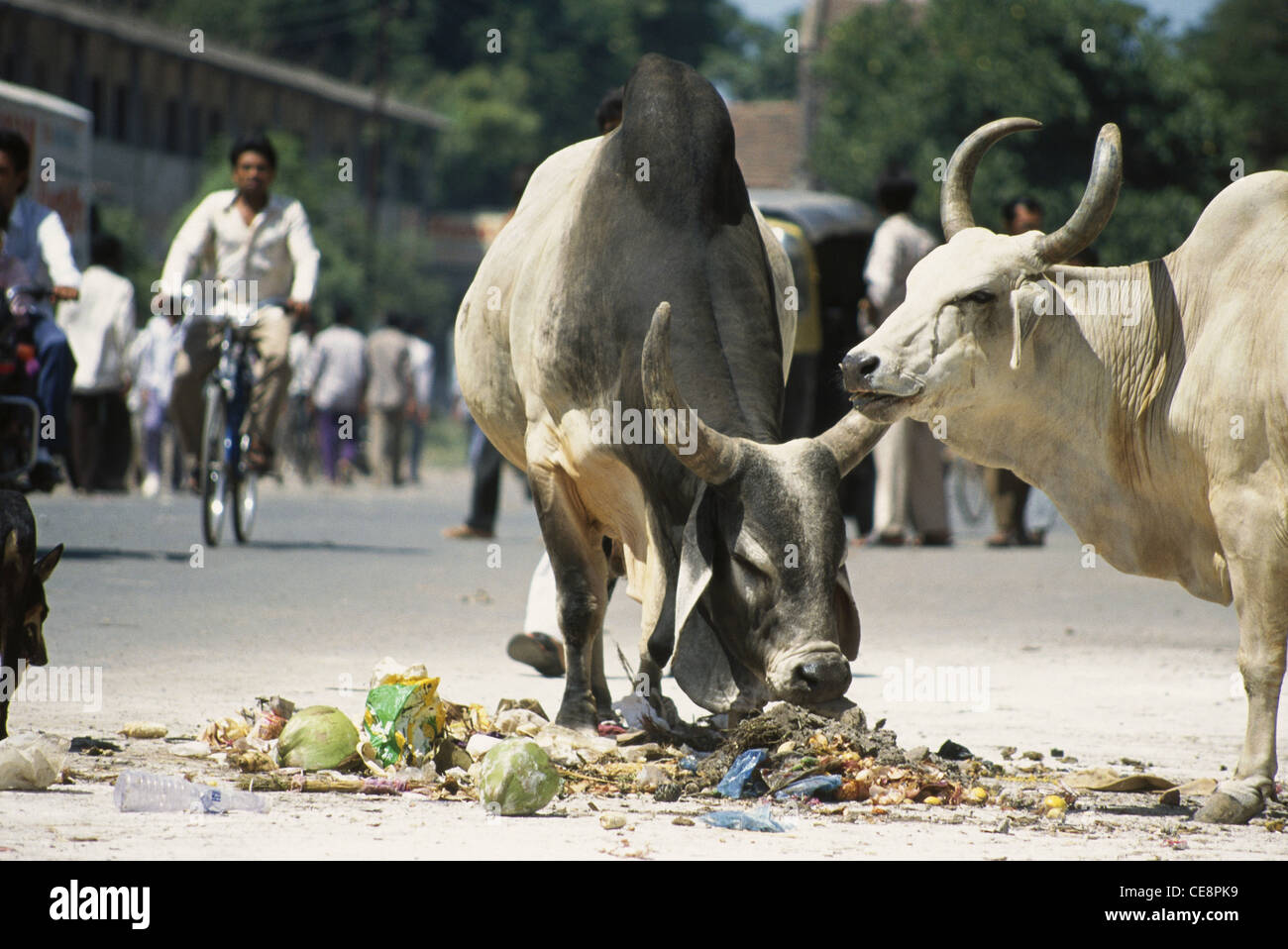 Cows eating garbage , india , asia Stock Photo - Alamy