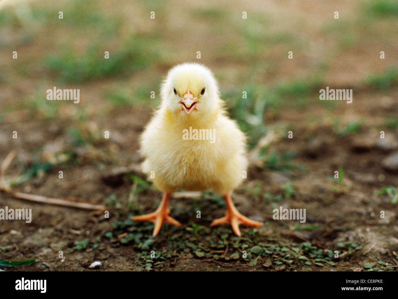Chick , young chicken , young bird , india , asia Stock Photo - Alamy